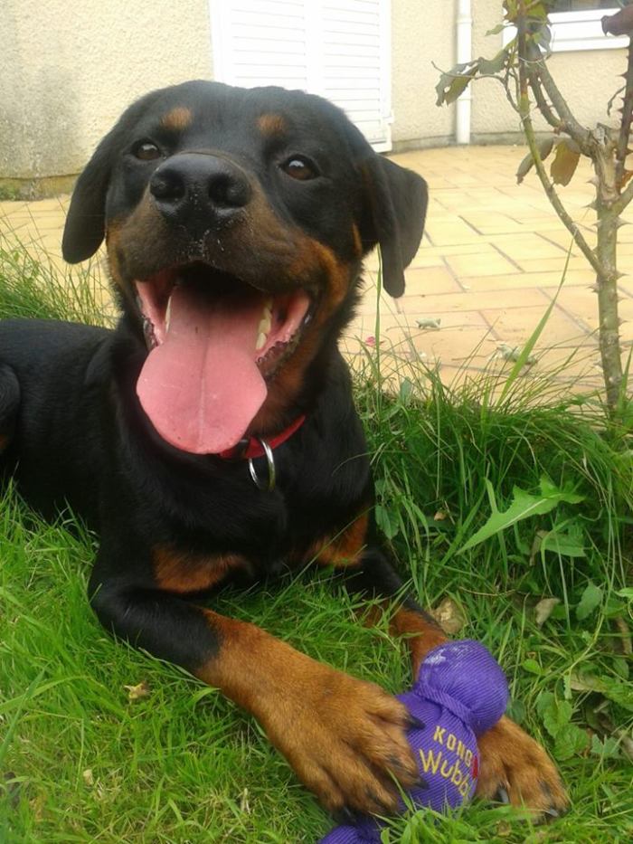 DJEDAI, la nouvelle vie… | Association Molosses All Stars